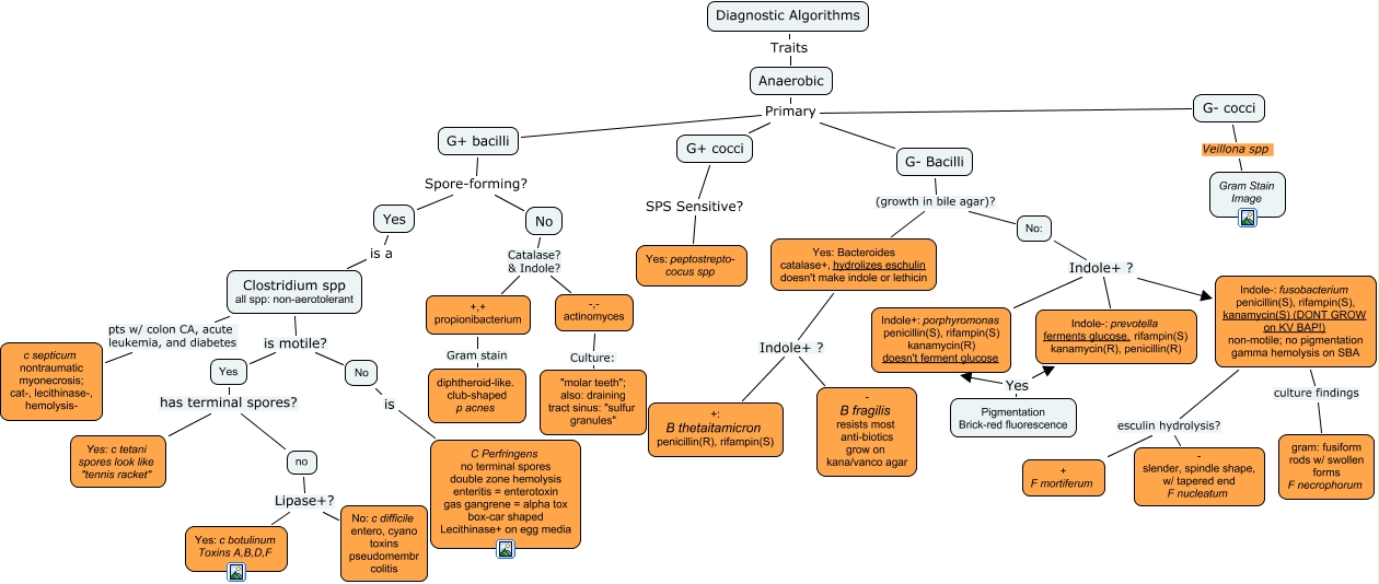 Bacteria Diagnostic Algorithm - Anaerobes