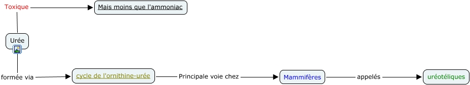 Urée_cycle de l'urée
