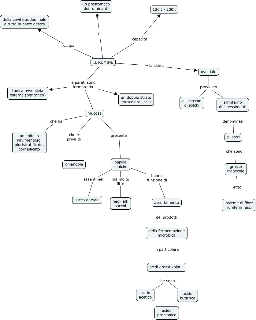 anatomia del rumine - come è fatto il rumine?