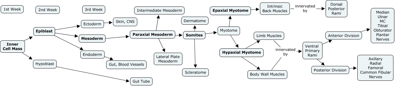 Embryology Review