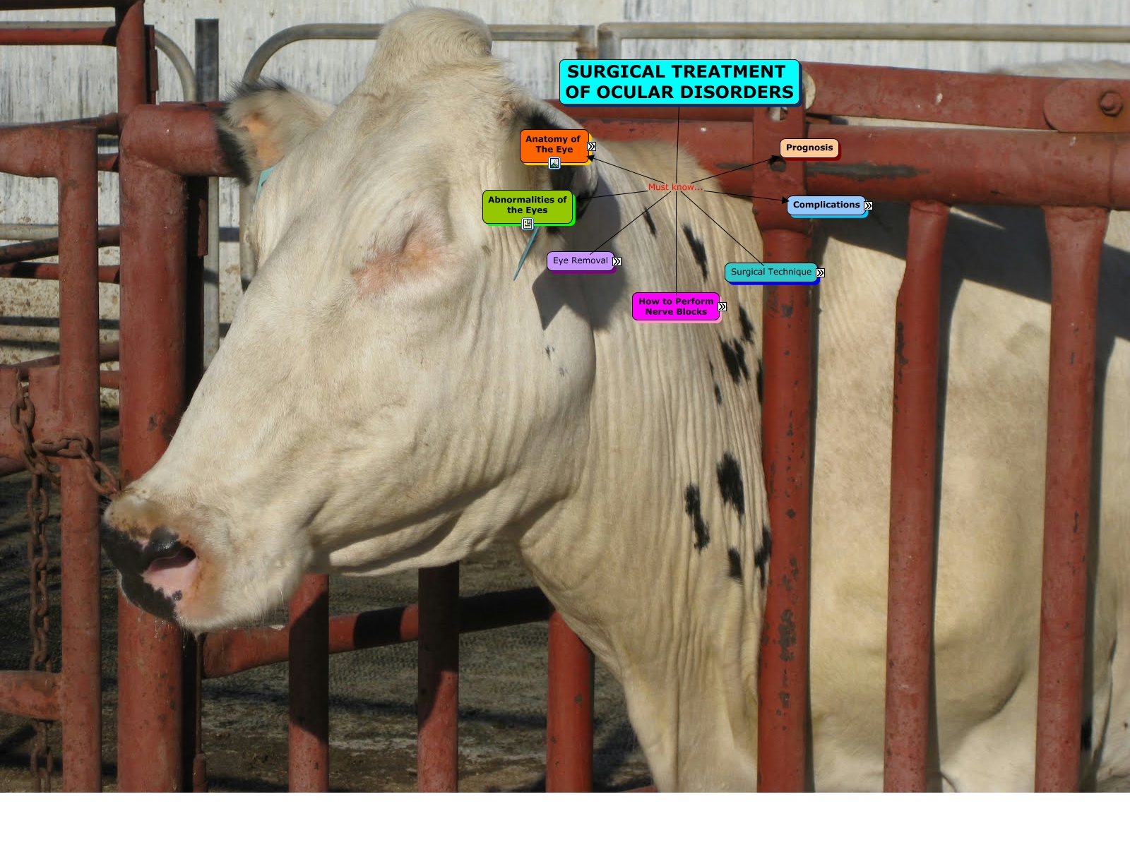 LAS Assignment 7 - Eye Enucleation