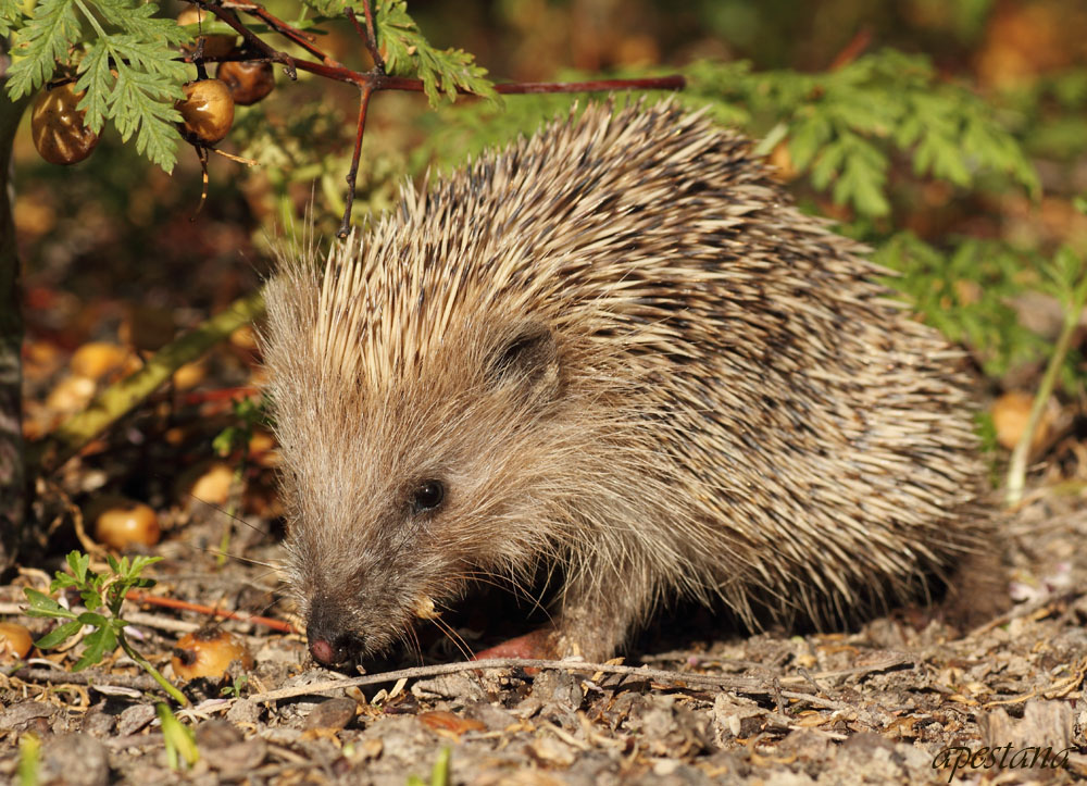 IHMC Public Cmaps (3)