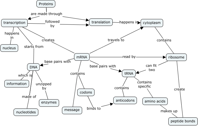 Protein Synthesis