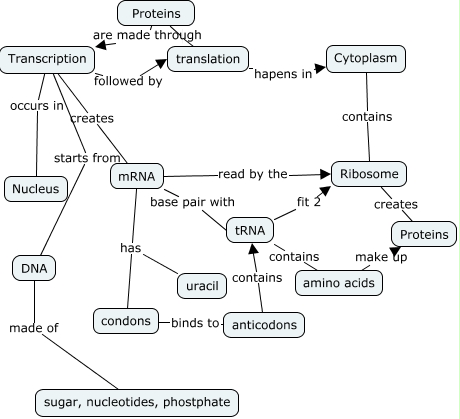 Protein Synthesis