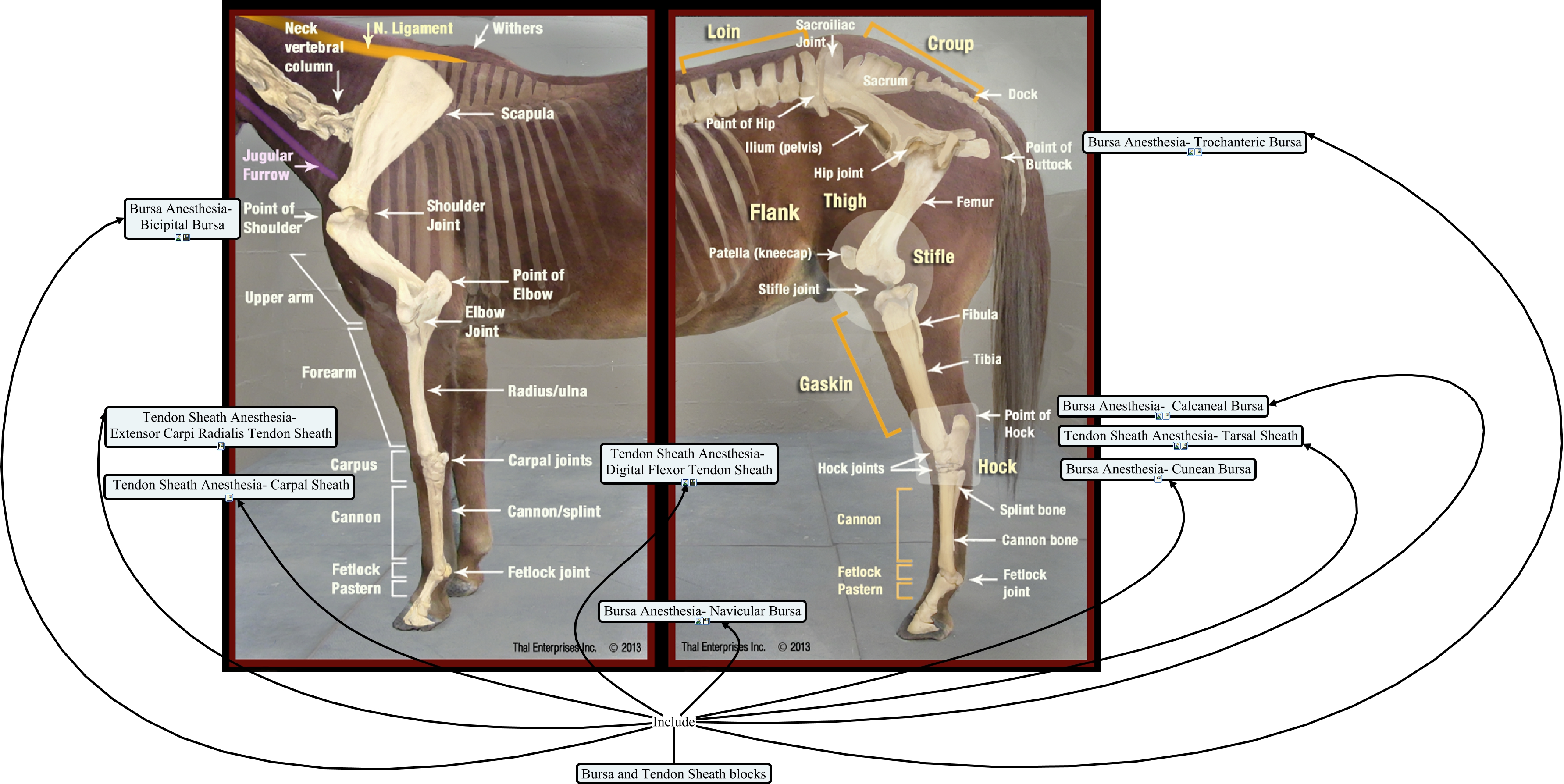 Equine Bursa and Tendon Sheath blocks for Fore and Hind Limb