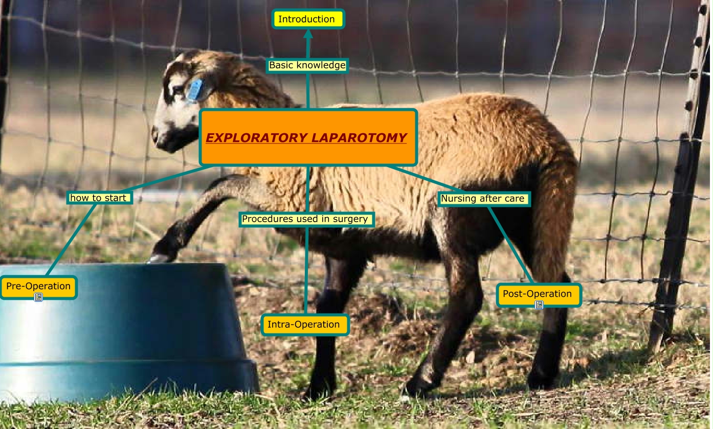 Exploratory Laparotomy