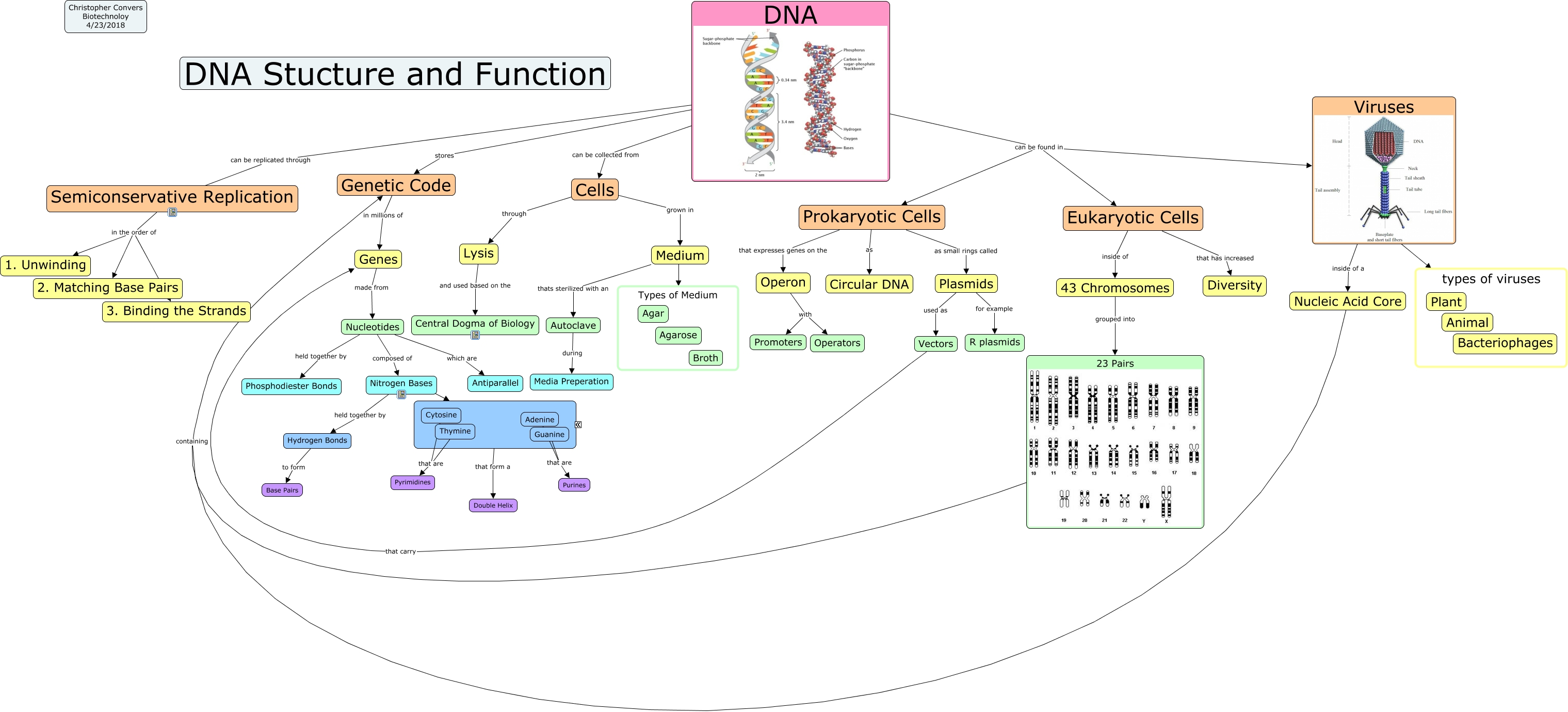 Ch 4 DNA structure and Function