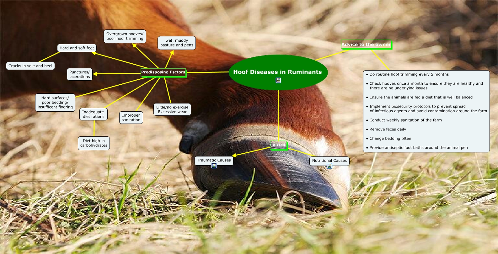 Hoof Diseases